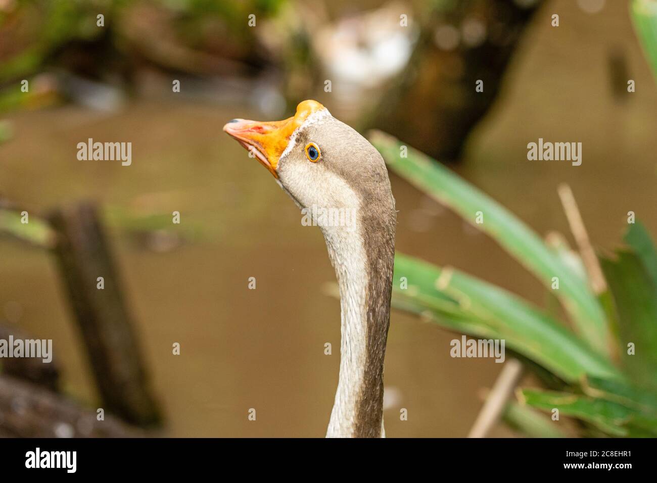 Closeup on goose on farm Stock Photo - Alamy