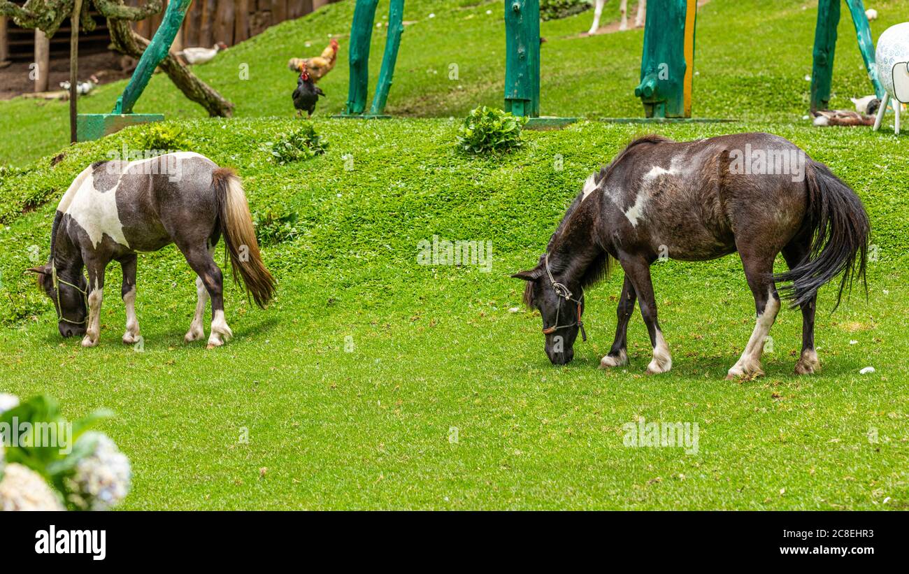 Pony walking freely on the farm, eating grass Stock Photo - Alamy