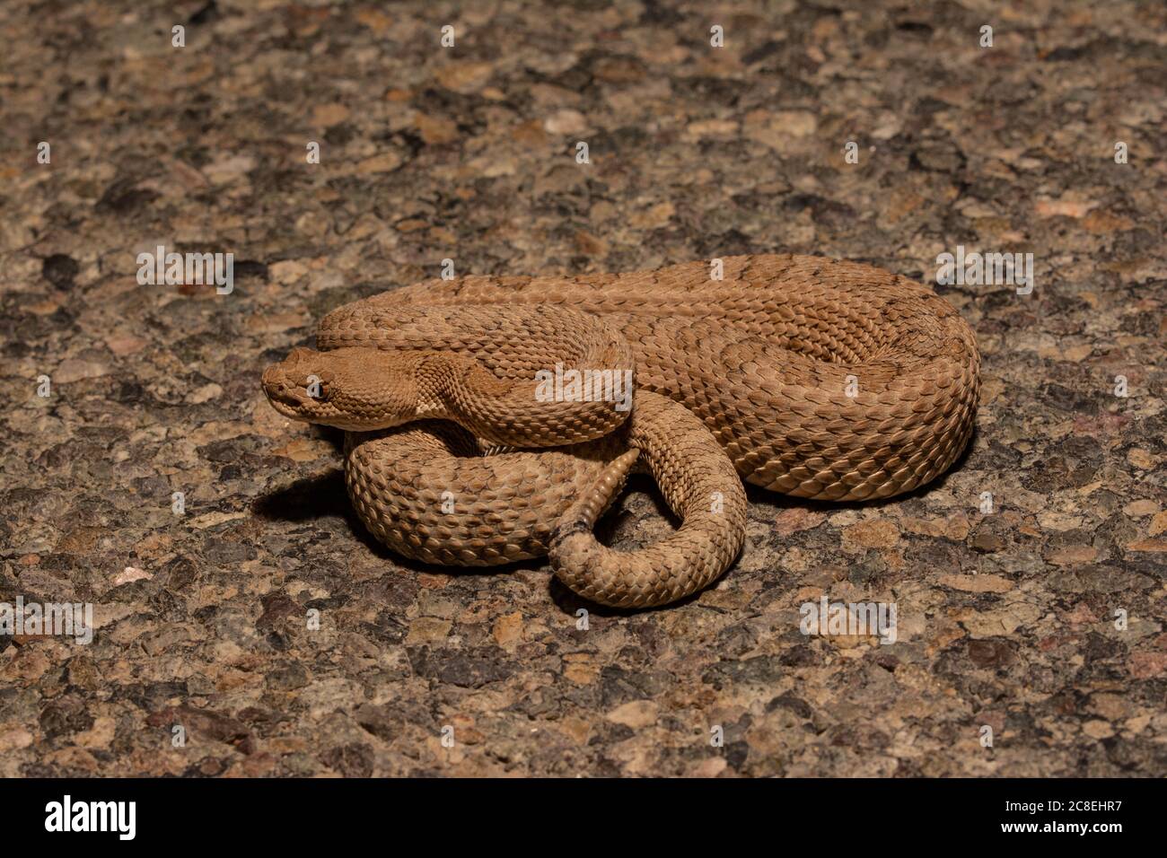 Midget Faded Rattlesnake (Crotalus oreganus concolor) from Mesa County ...