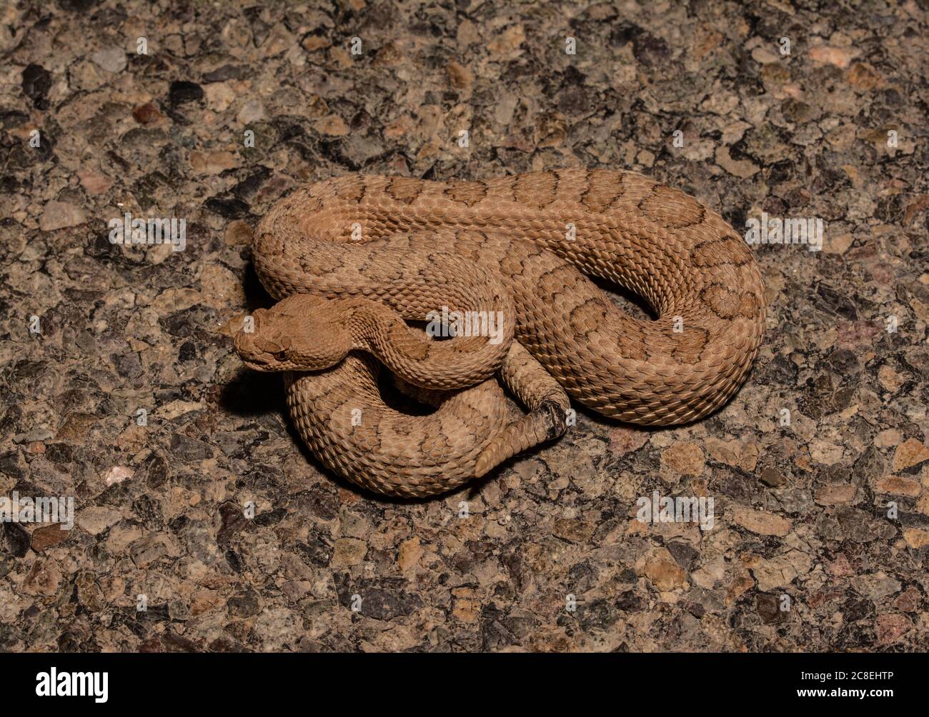 Midget Faded Rattlesnake (Crotalus oreganus concolor) from Mesa County ...
