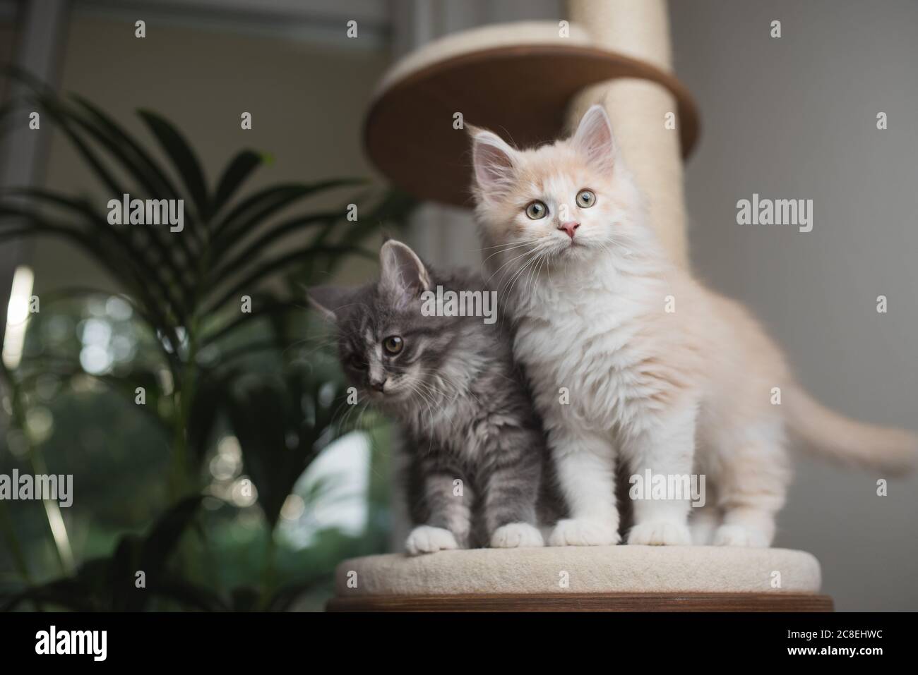 two maine coon kittens standing on a scratching post platform looking ...
