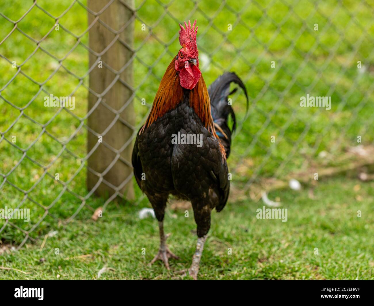 Free range chicken on a traditional poultry farm Stock Photo - Alamy