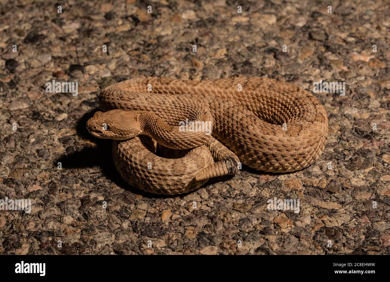 Midget Faded Rattlesnake (Crotalus oreganus concolor) from Mesa County ...