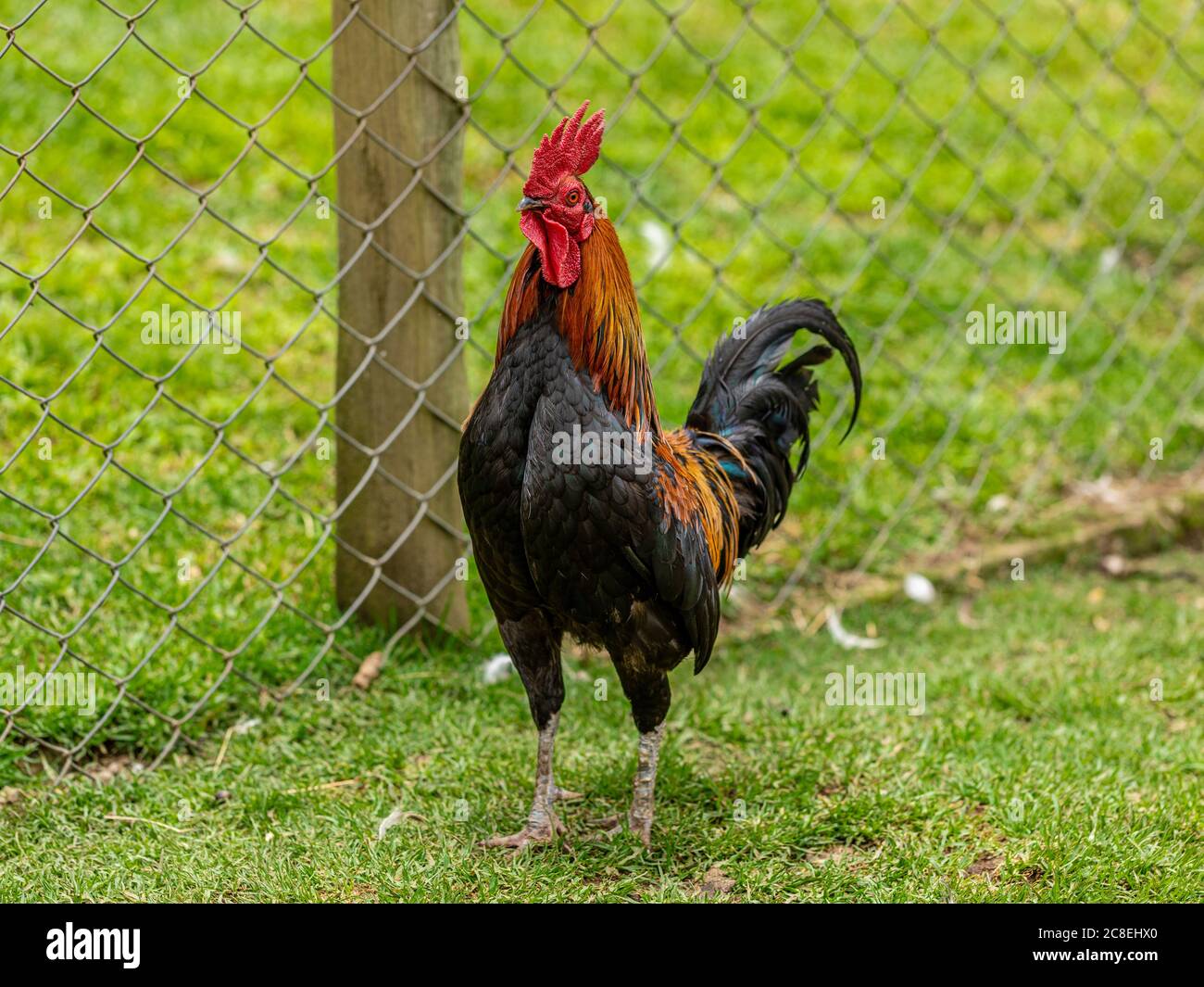 Free range chicken on a traditional poultry farm Stock Photo - Alamy