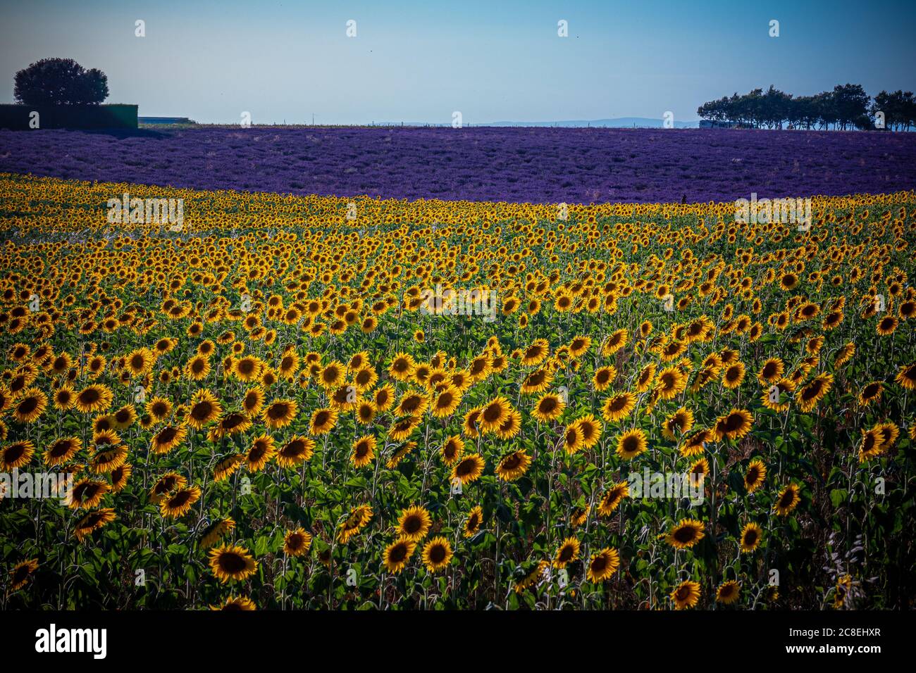 Huge sunflower fields in the Provence France Stock Photo - Alamy