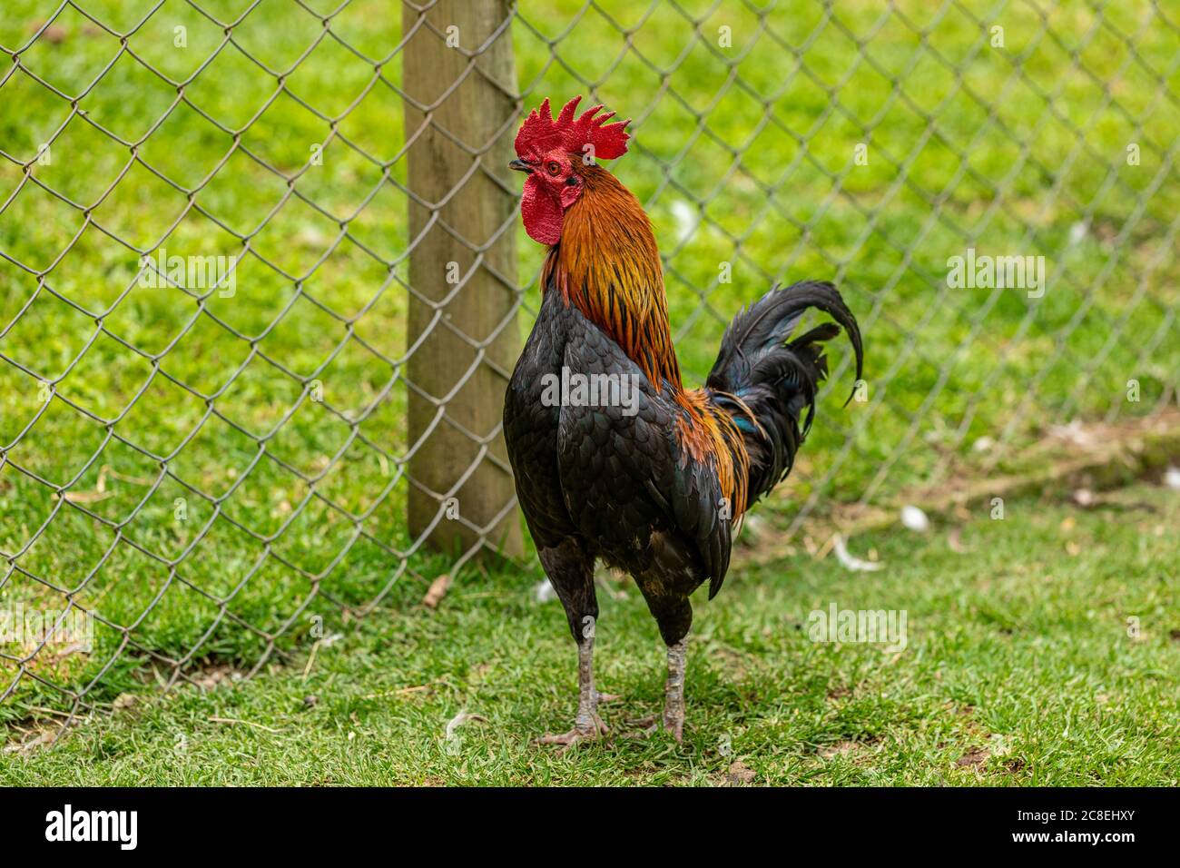 Free range chicken on a traditional poultry farm Stock Photo - Alamy