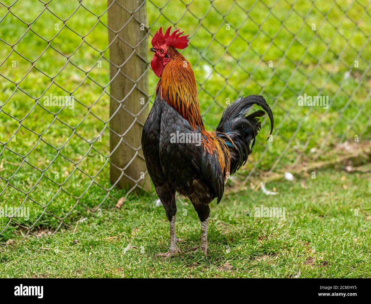 Free range chicken on a traditional poultry farm Stock Photo - Alamy