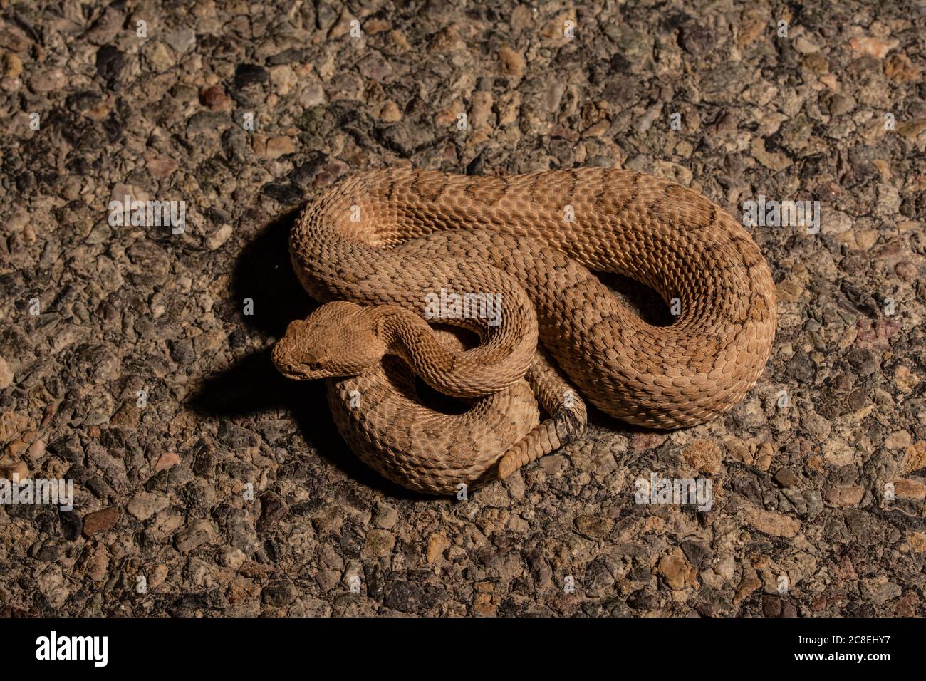 Midget Faded Rattlesnake (Crotalus oreganus concolor) from Mesa County ...