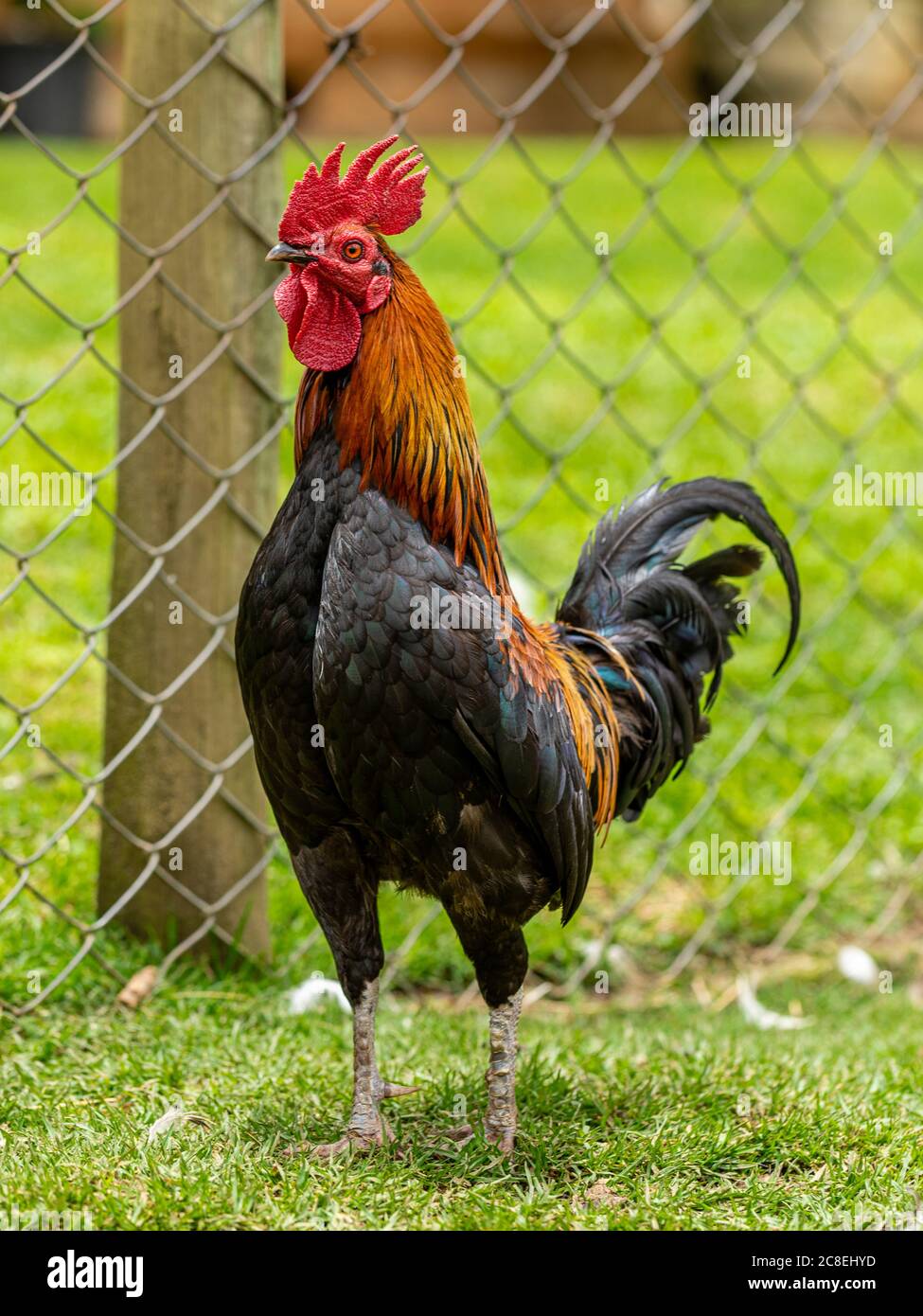 Free range chicken on a traditional poultry farm Stock Photo - Alamy
