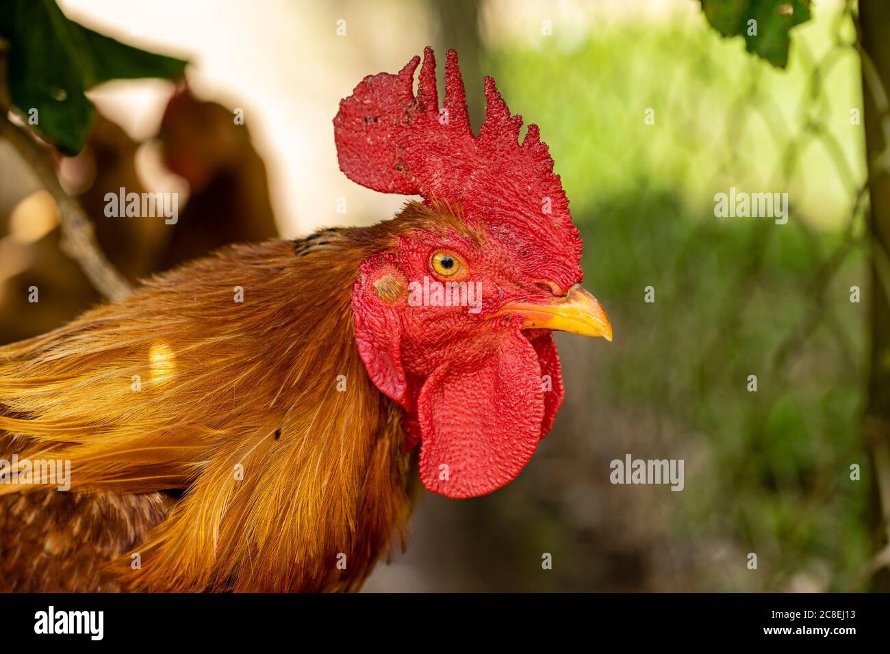 Free range chicken on a traditional poultry farm Stock Photo - Alamy