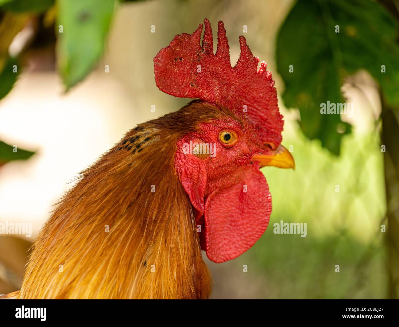 Free range chicken on a traditional poultry farm Stock Photo - Alamy