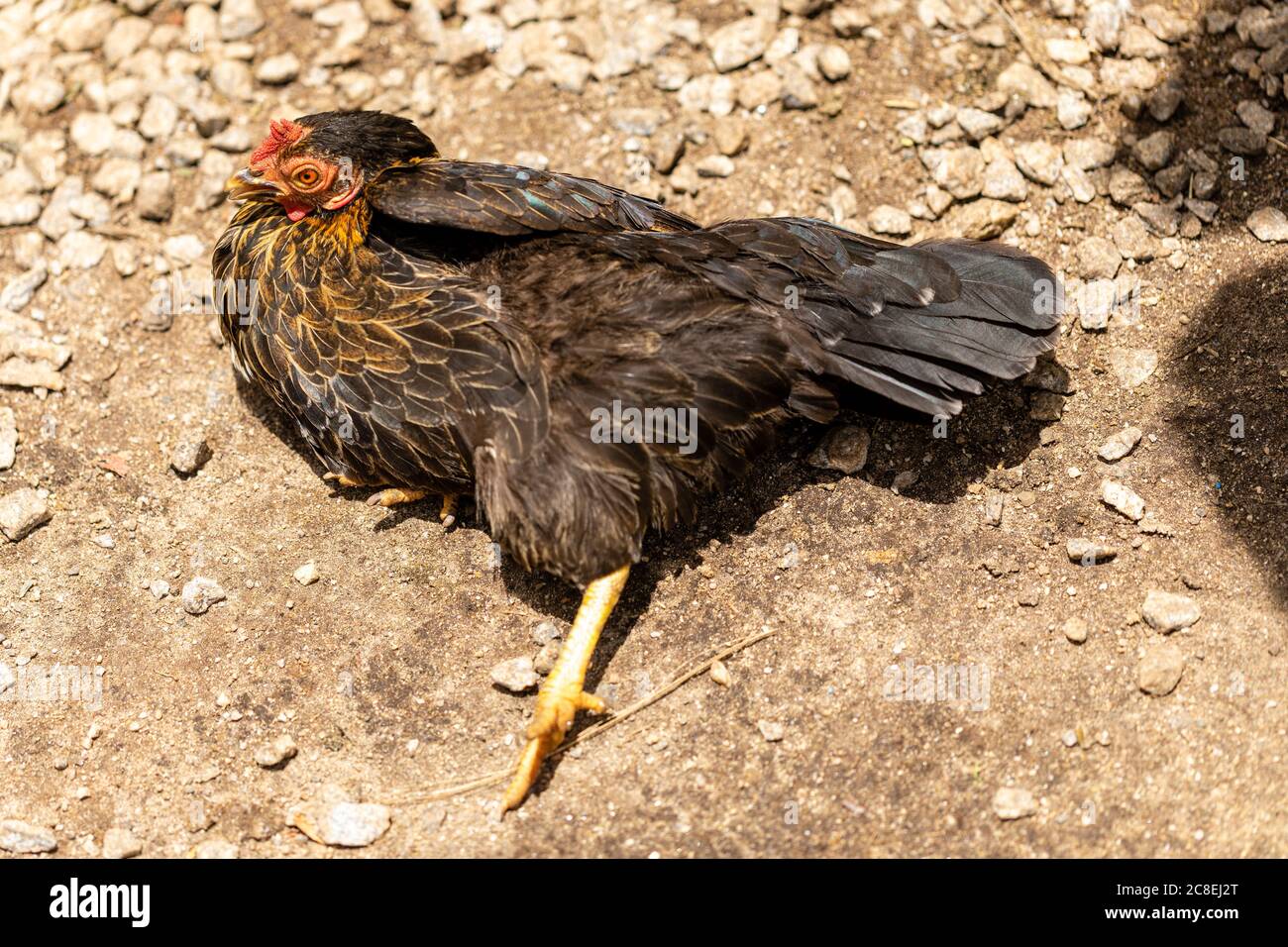 Free range chicken on a traditional poultry farm Stock Photo - Alamy
