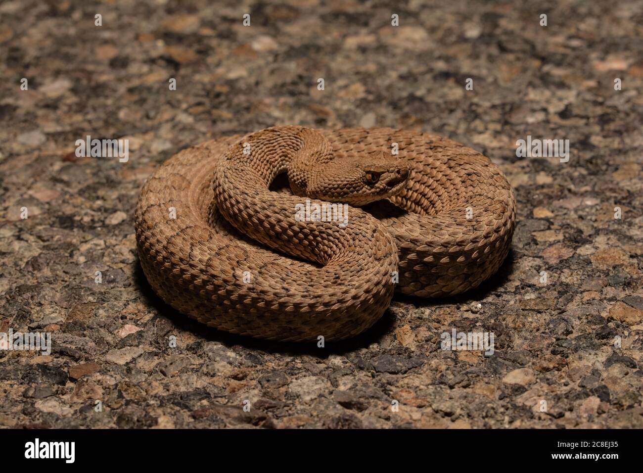 Midget Faded Rattlesnake (Crotalus oreganus concolor) from Mesa County ...