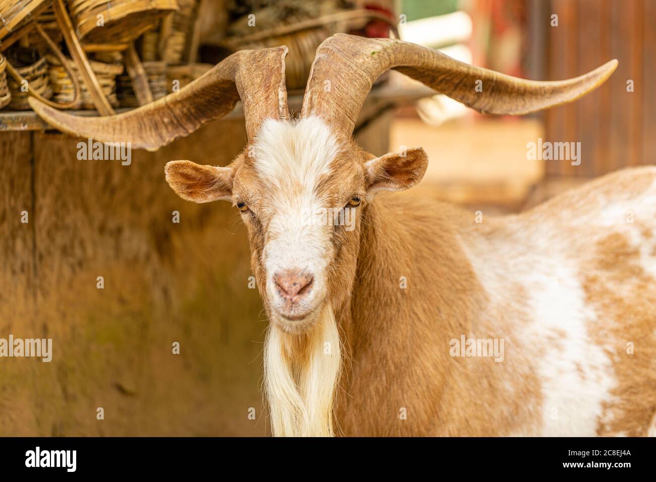 Goat loose on farm, roam freely across the area Stock Photo - Alamy