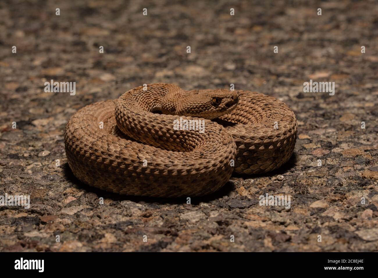 Midget Faded Rattlesnake (Crotalus oreganus concolor) from Mesa County ...
