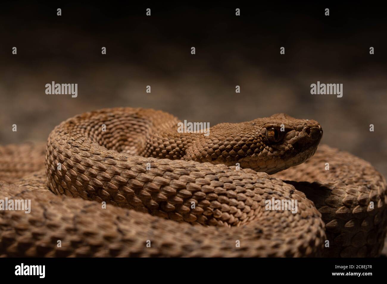 Midget Faded Rattlesnake (Crotalus oreganus concolor) from Mesa County ...