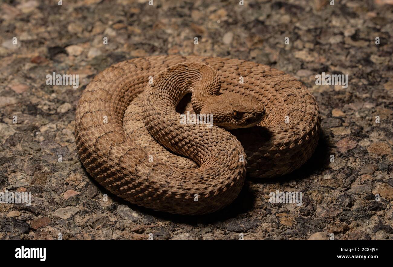 Midget Faded Rattlesnake (Crotalus oreganus concolor) from Mesa County ...