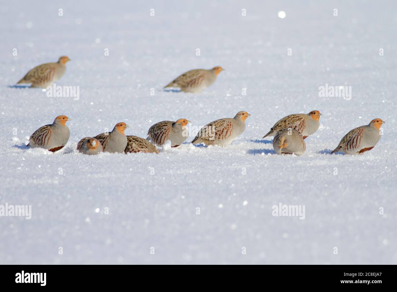 Partridges. Bird: Grey Partridge Perdix perdix. Nature background Stock ...