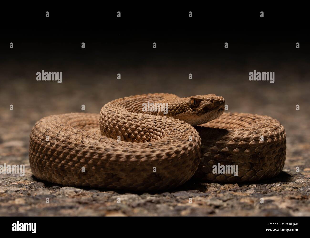 Midget Faded Rattlesnake (Crotalus oreganus concolor) from Mesa County ...
