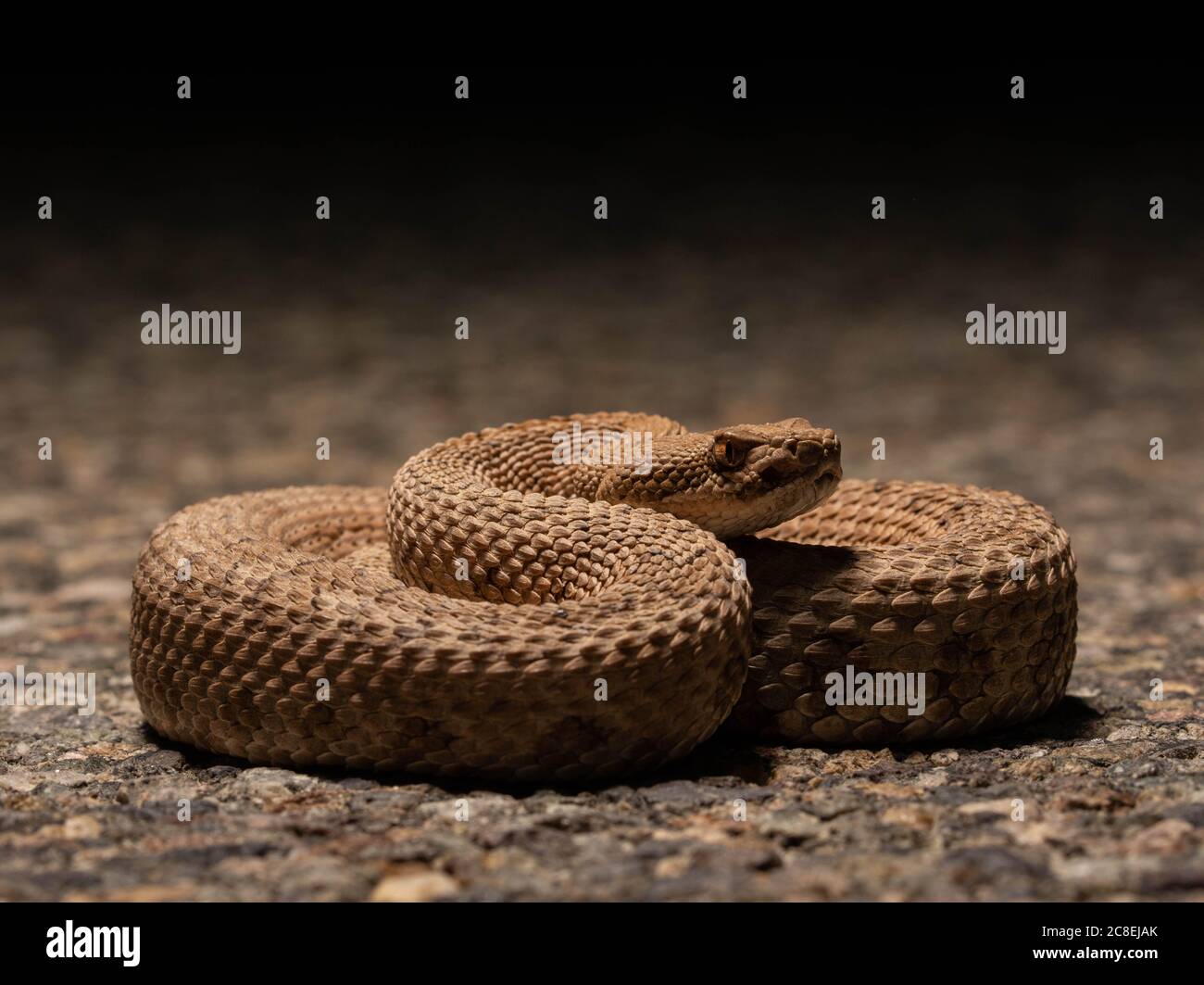 Midget Faded Rattlesnake (Crotalus oreganus concolor) from Mesa County ...