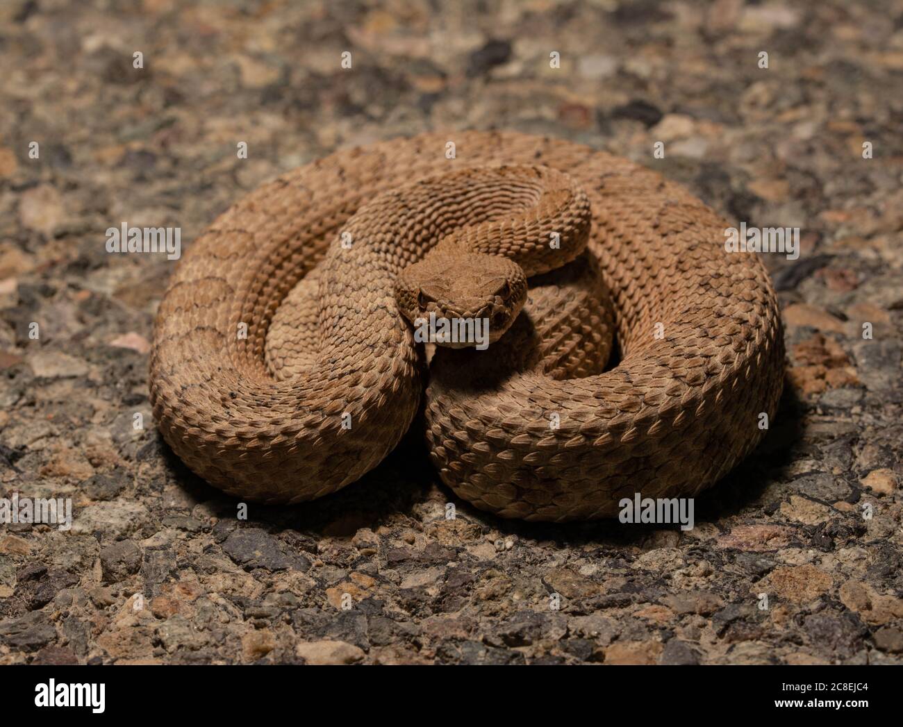 Midget Faded Rattlesnake (Crotalus oreganus concolor) from Mesa County ...