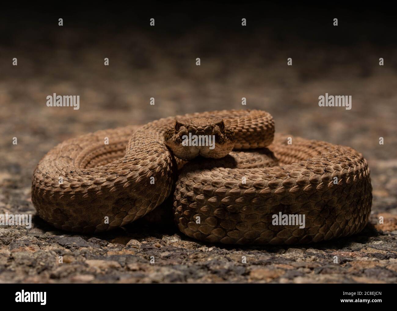Midget Faded Rattlesnake (Crotalus oreganus concolor) from Mesa County ...