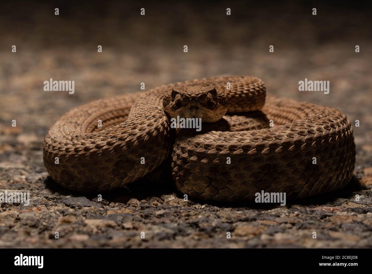Midget Faded Rattlesnake (Crotalus oreganus concolor) from Mesa County ...