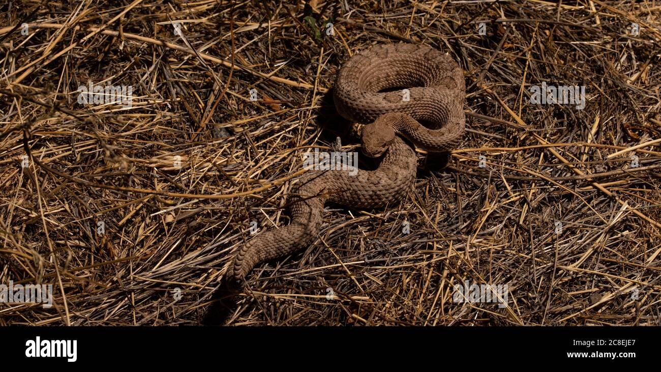 Midget Faded Rattlesnake (Crotalus oreganus concolor) from Mesa County ...