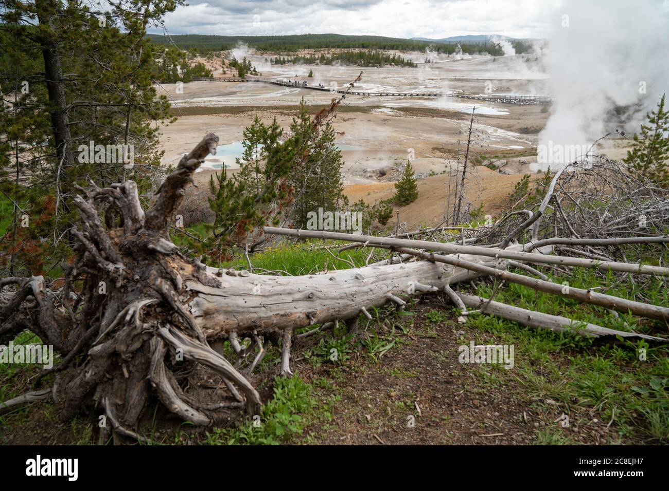 Yellowstone national park fallen hi-res stock photography and images ...