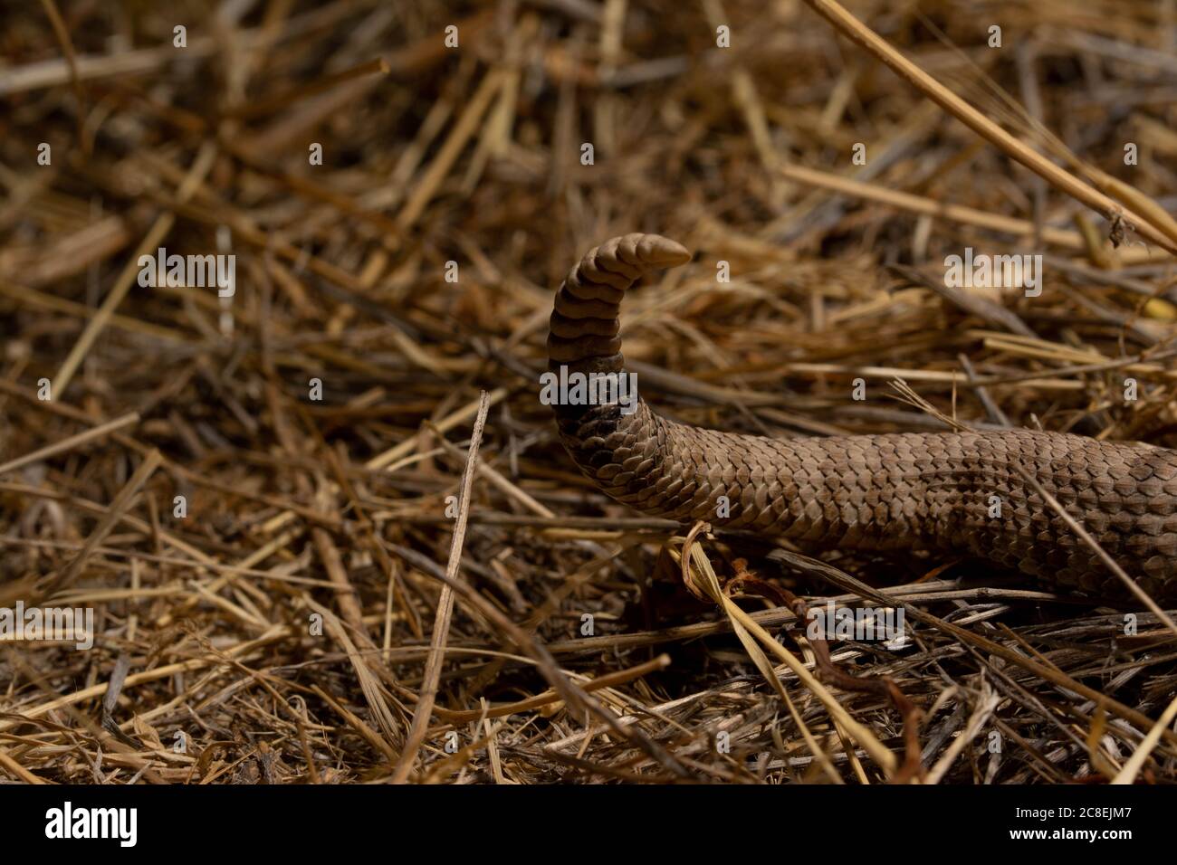 Midget Faded Rattlesnake (Crotalus oreganus concolor) from Mesa County ...