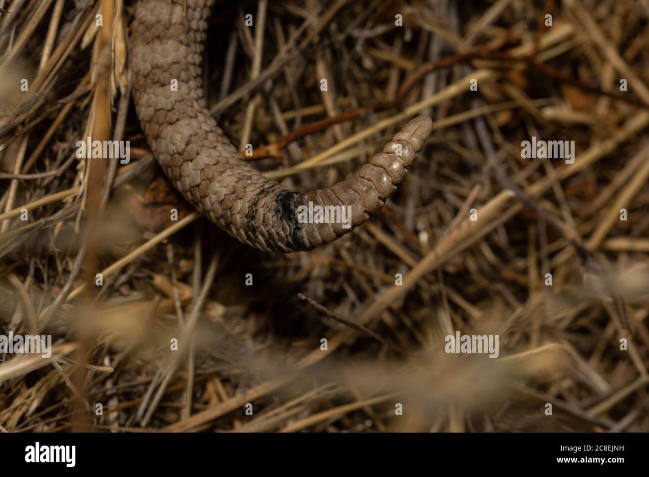 Midget Faded Rattlesnake (Crotalus oreganus concolor) from Mesa County ...