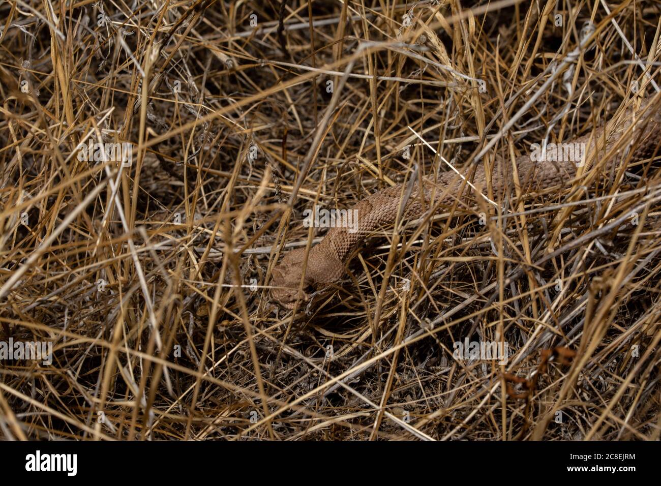 Midget Faded Rattlesnake (Crotalus oreganus concolor) from Mesa County ...