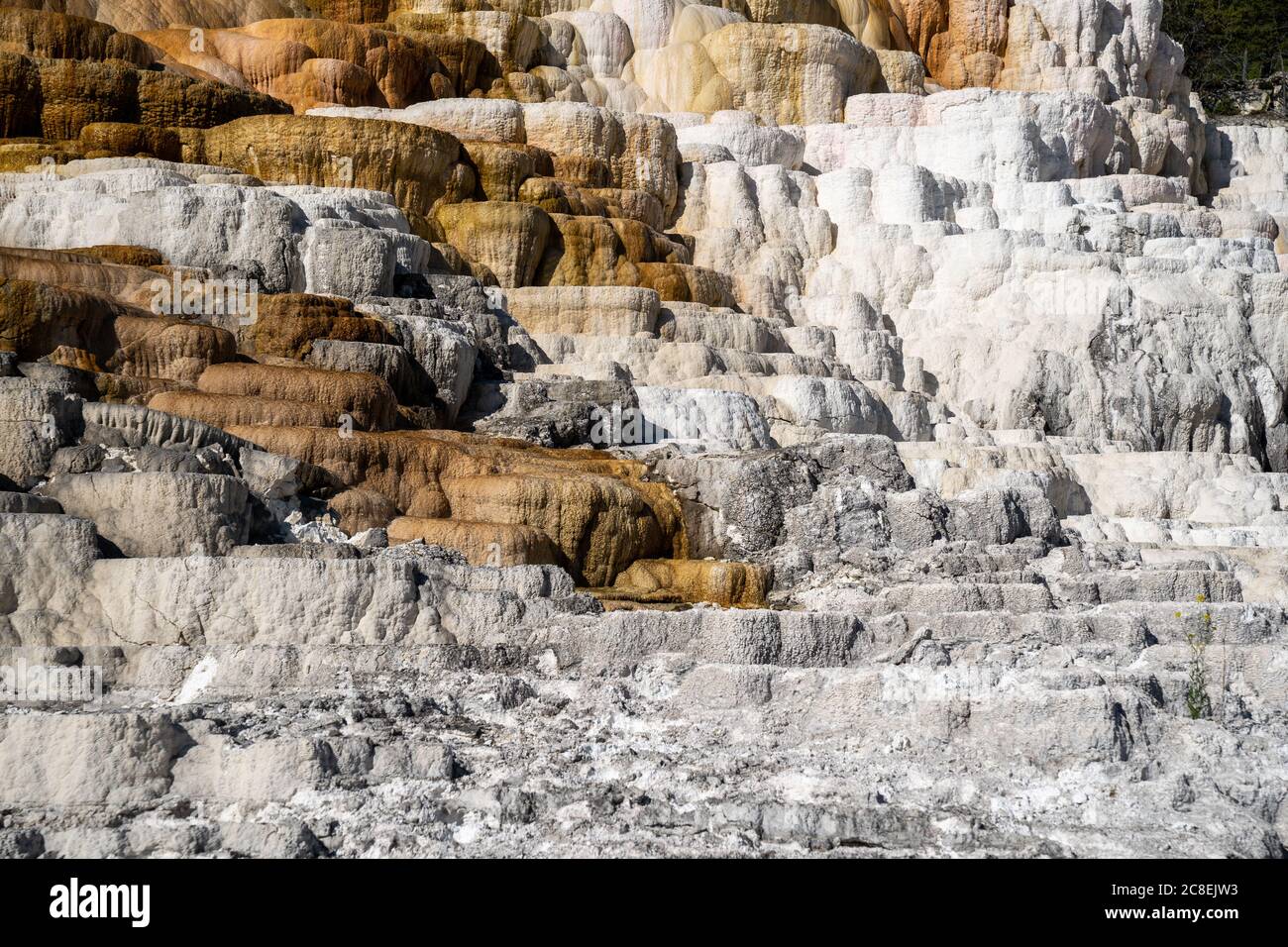 Travertine terraces of Mammoth Hot Springs area of Yellowstone National ...