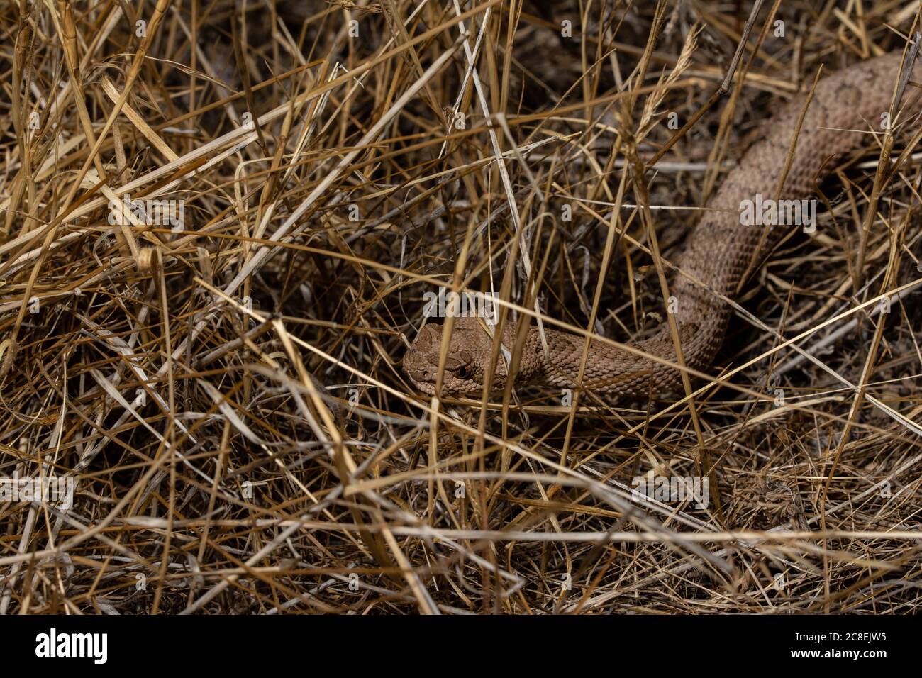 Midget Faded Rattlesnake (Crotalus oreganus concolor) from Mesa County ...