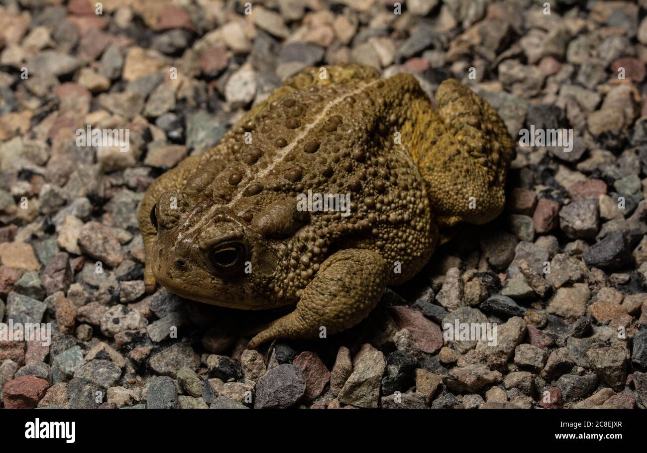 Parotid glands hi-res stock photography and images - Alamy
