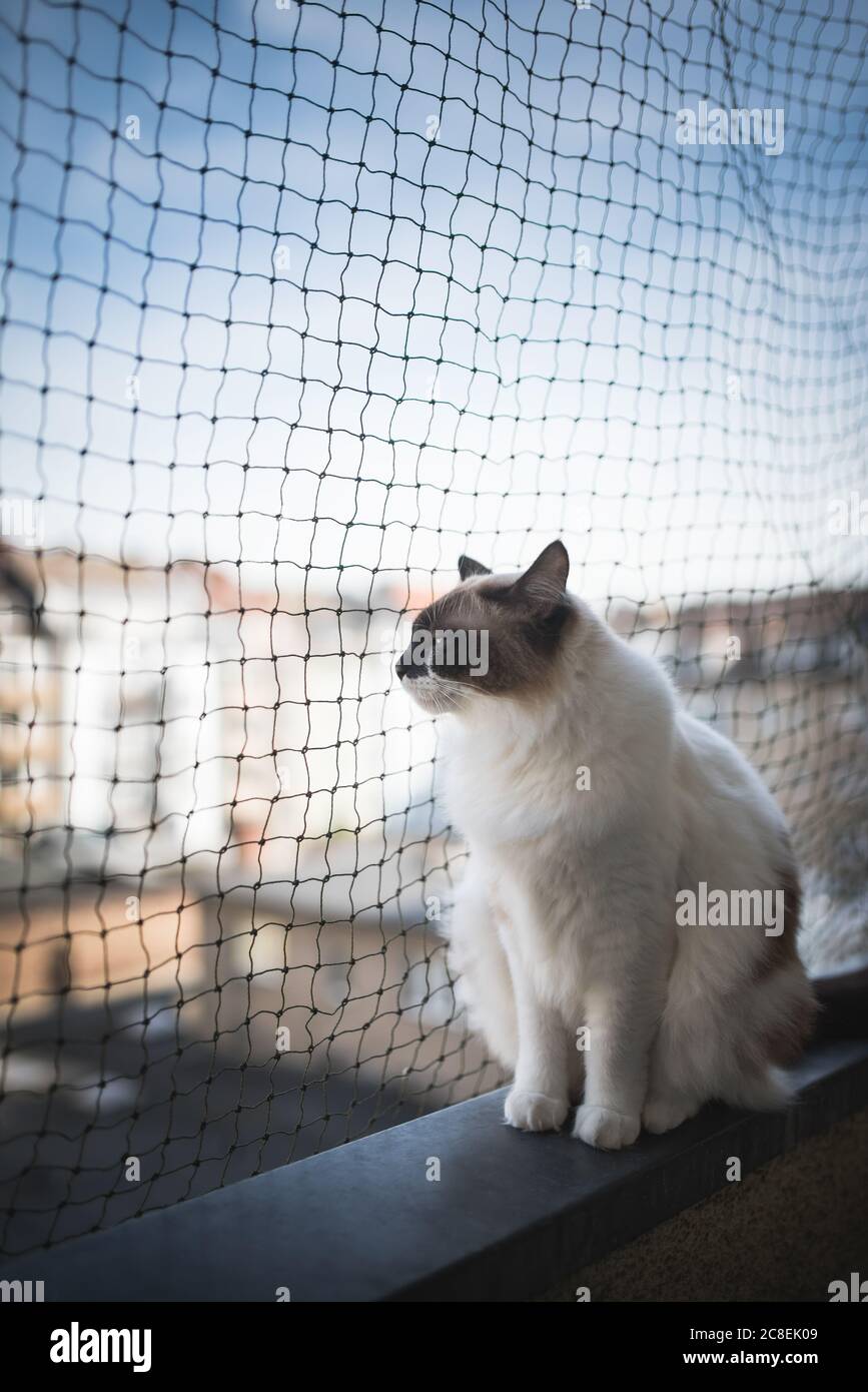Side view cat hi-res stock photography and images - Alamy
