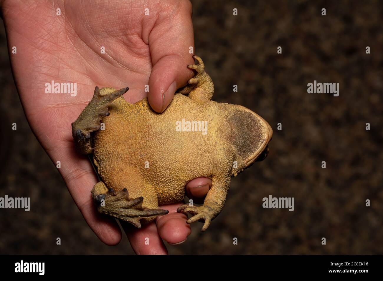 Parotid glands hi-res stock photography and images - Alamy