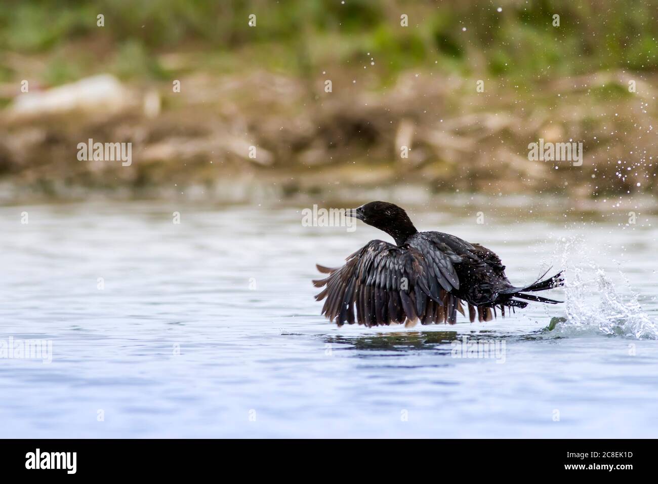 Water nature and birds.. Colorful nature background Stock Photo - Alamy