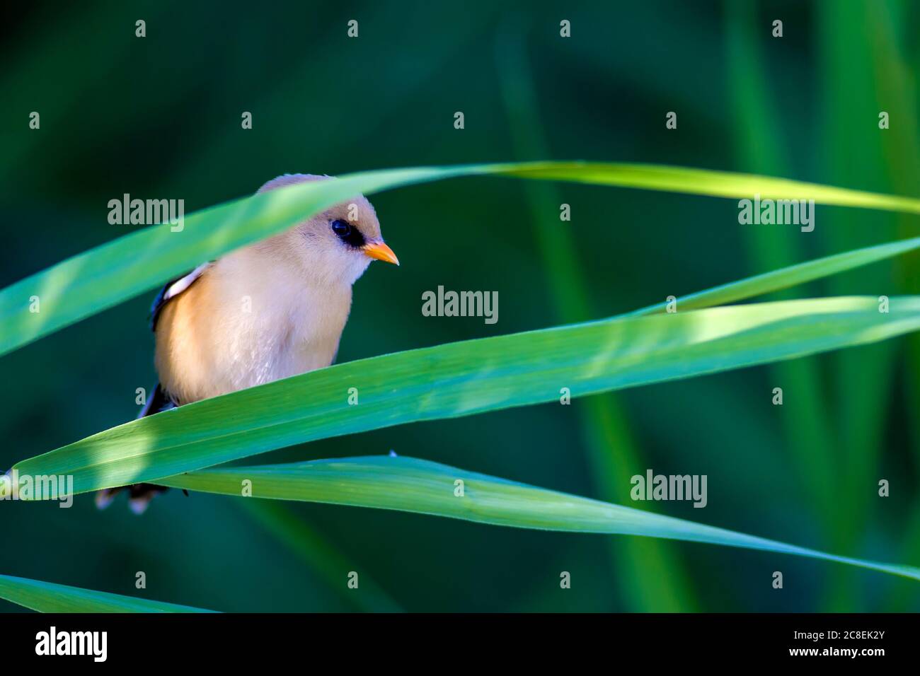 Cute little birds. Green nature background. Bird: Bearded Reedling ...