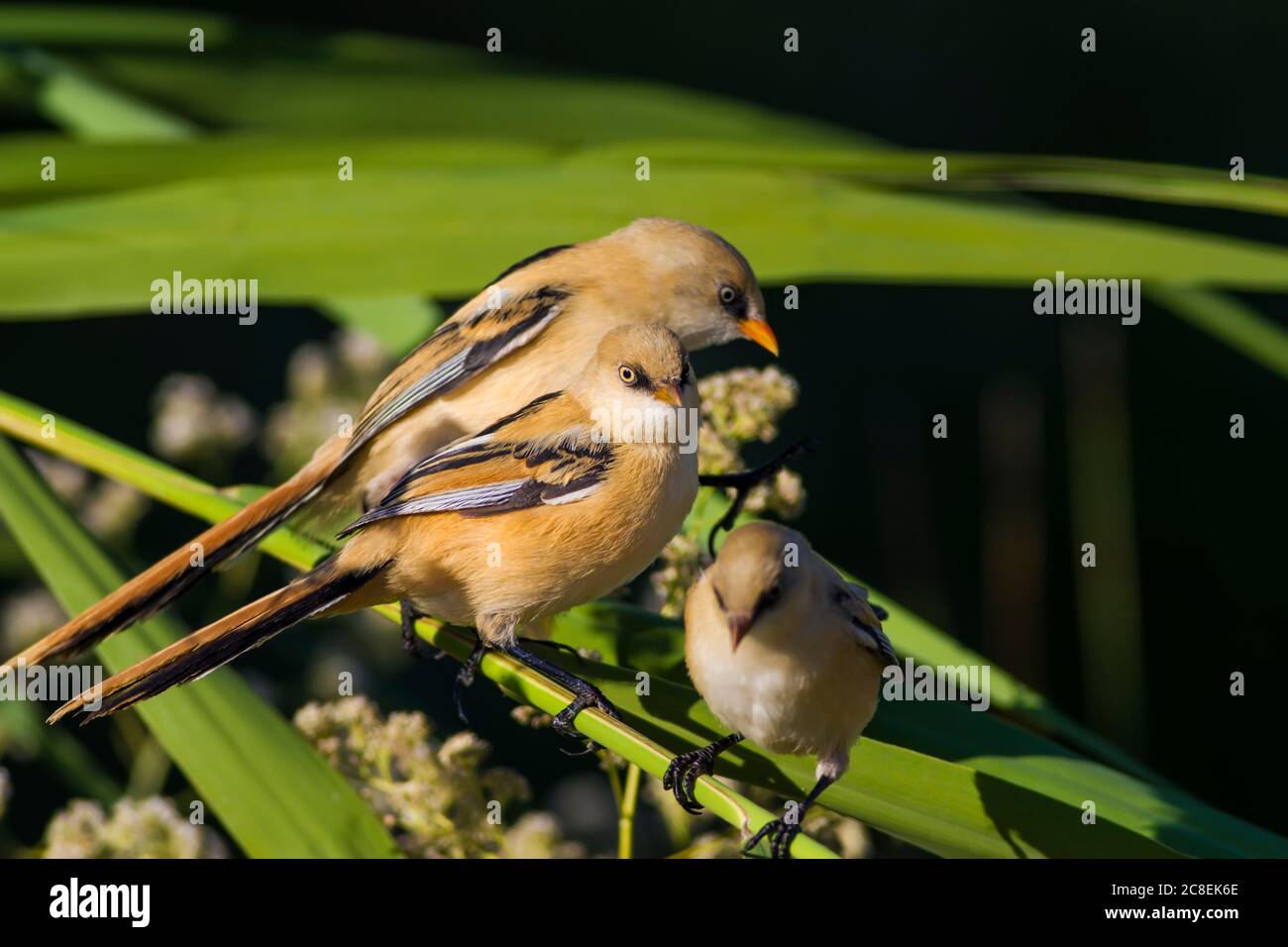Cute little birds. Green nature background. Bird: Bearded Reedling ...