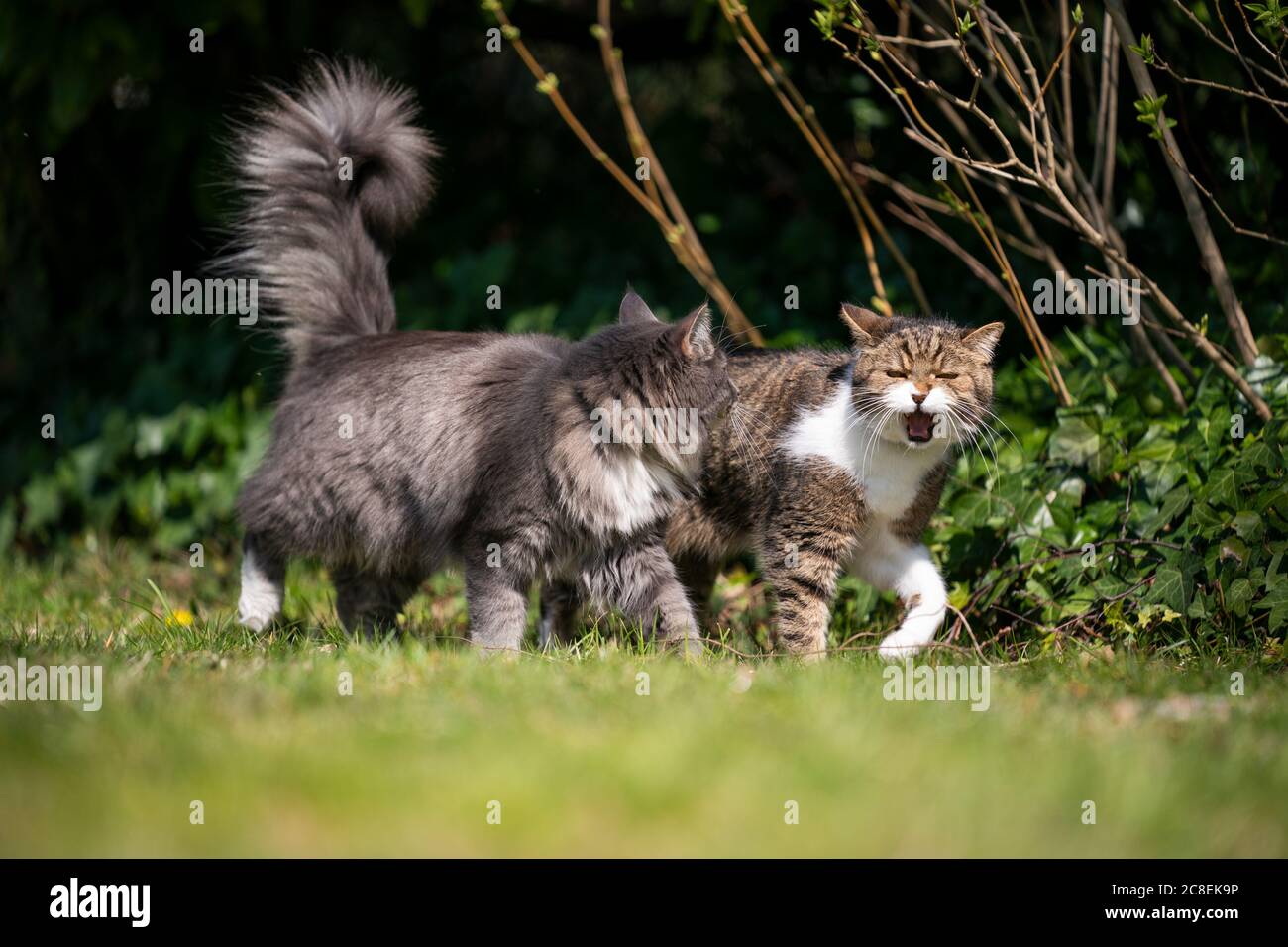 two different breed cats walking side by side looking at each other ...