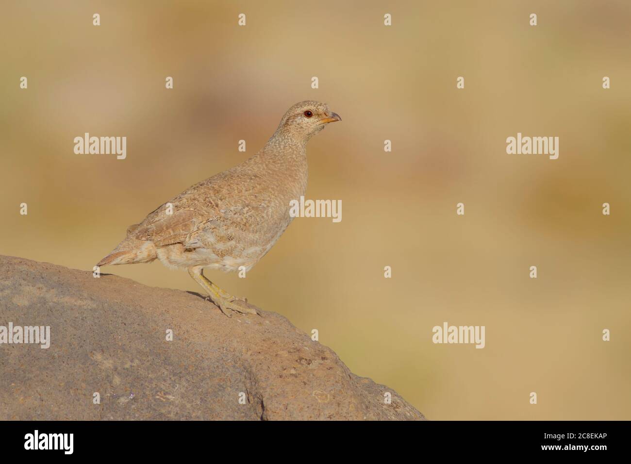 Partridge. Yellow nature background. Bird: See see Partridge ...