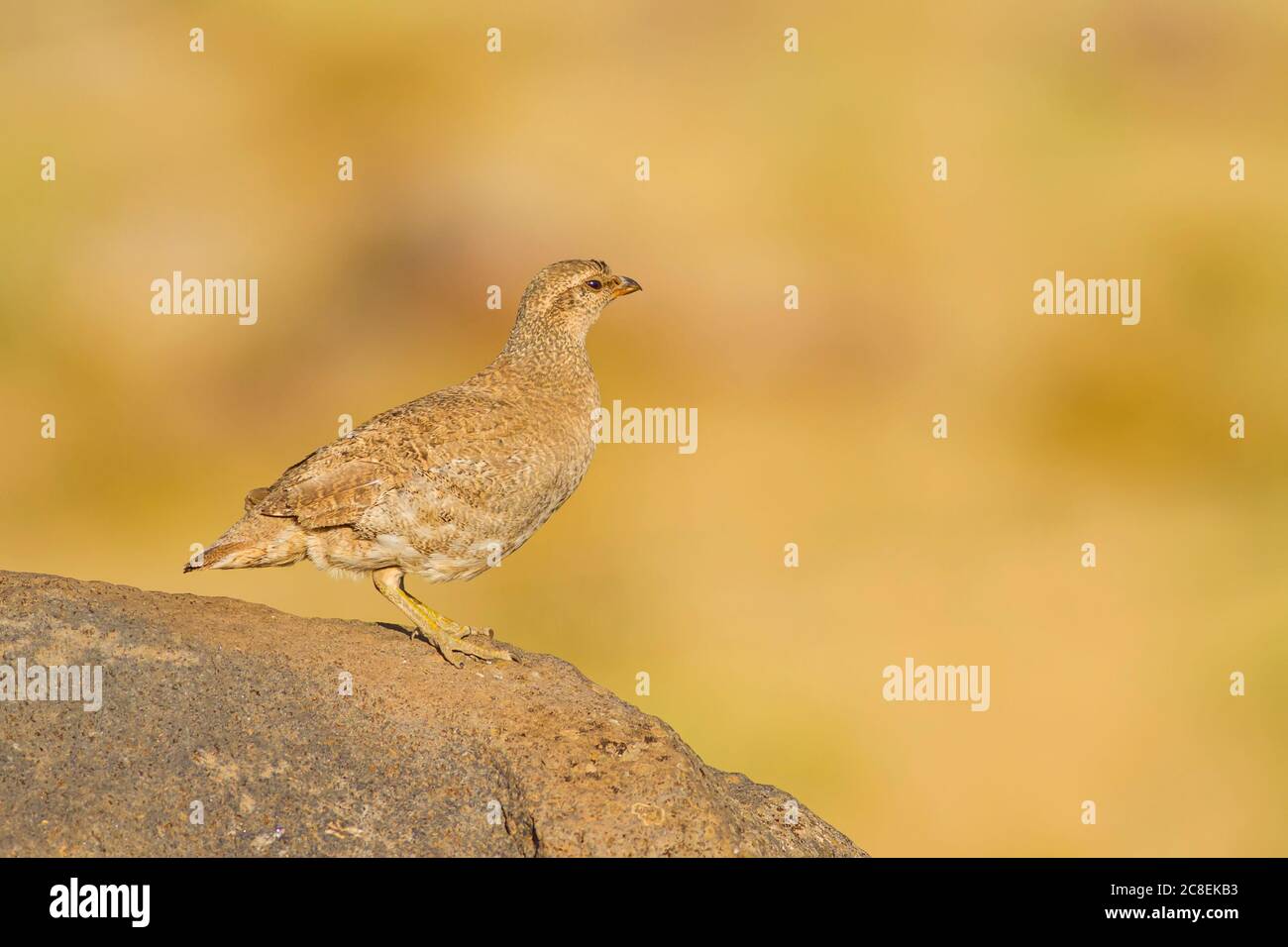 Partridge. Yellow nature background. Bird: See see Partridge ...