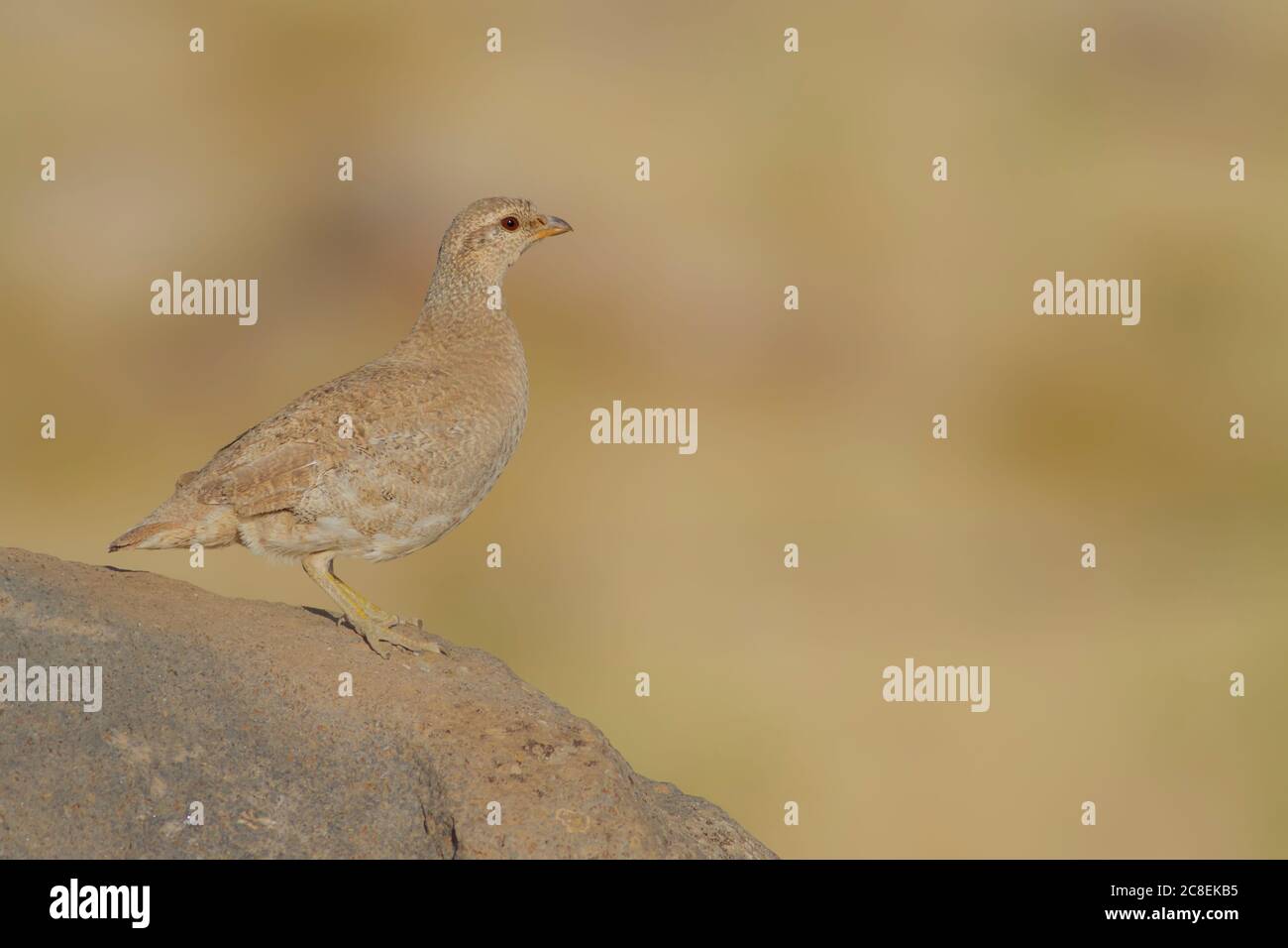 Partridge. Yellow nature background. Bird: See see Partridge ...