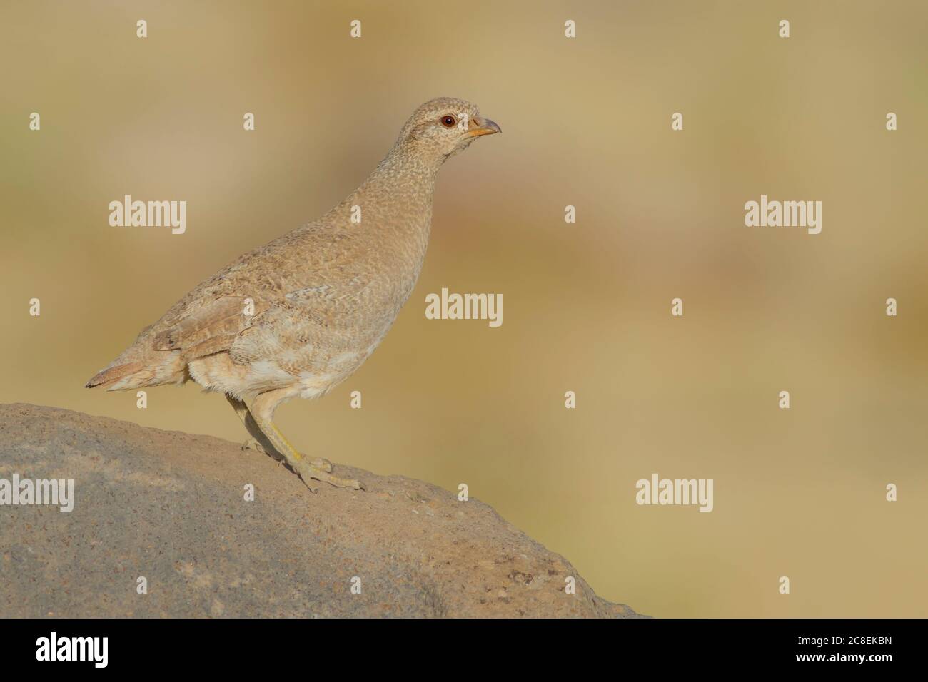 Partridge. Yellow nature background. Bird: See see Partridge ...