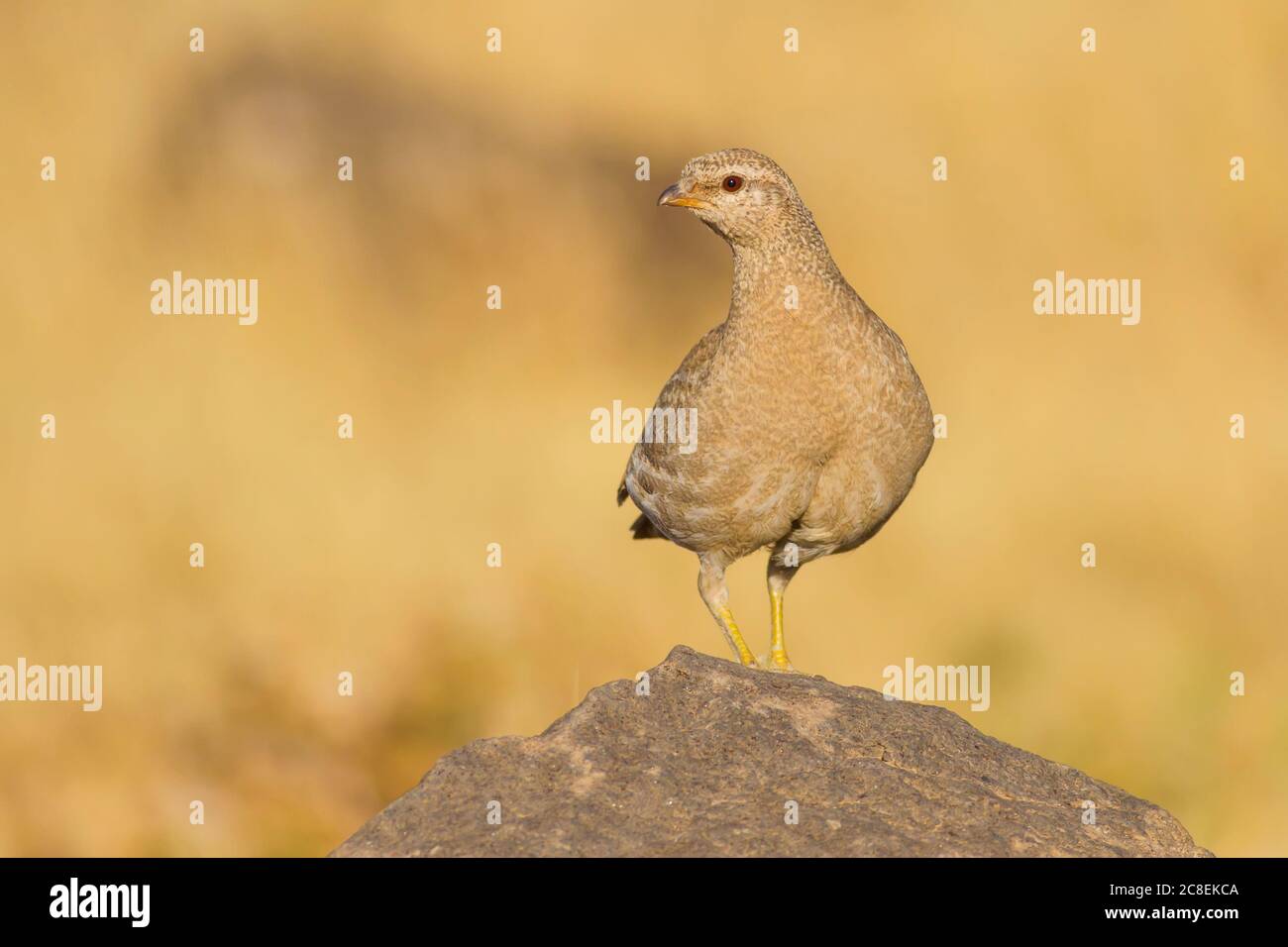Partridge. Yellow nature background. Bird: See see Partridge ...