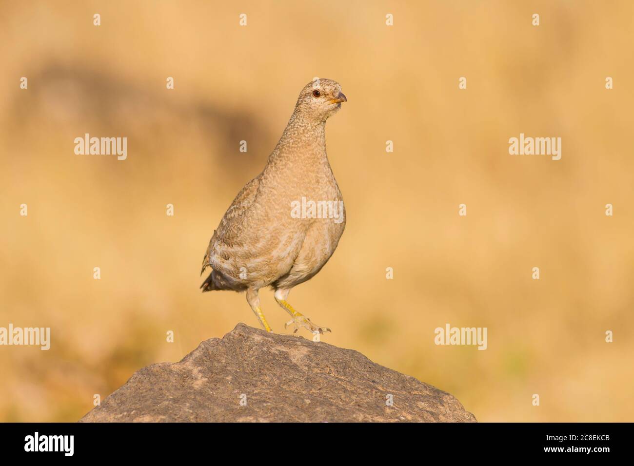 Partridge. Yellow nature background. Bird: See see Partridge ...