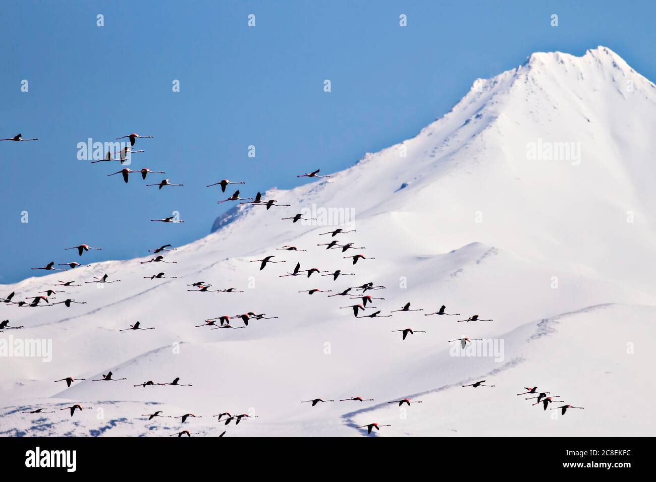 Winter Snow Cold Flamingo Flamingos High Resolution Stock Photography ...