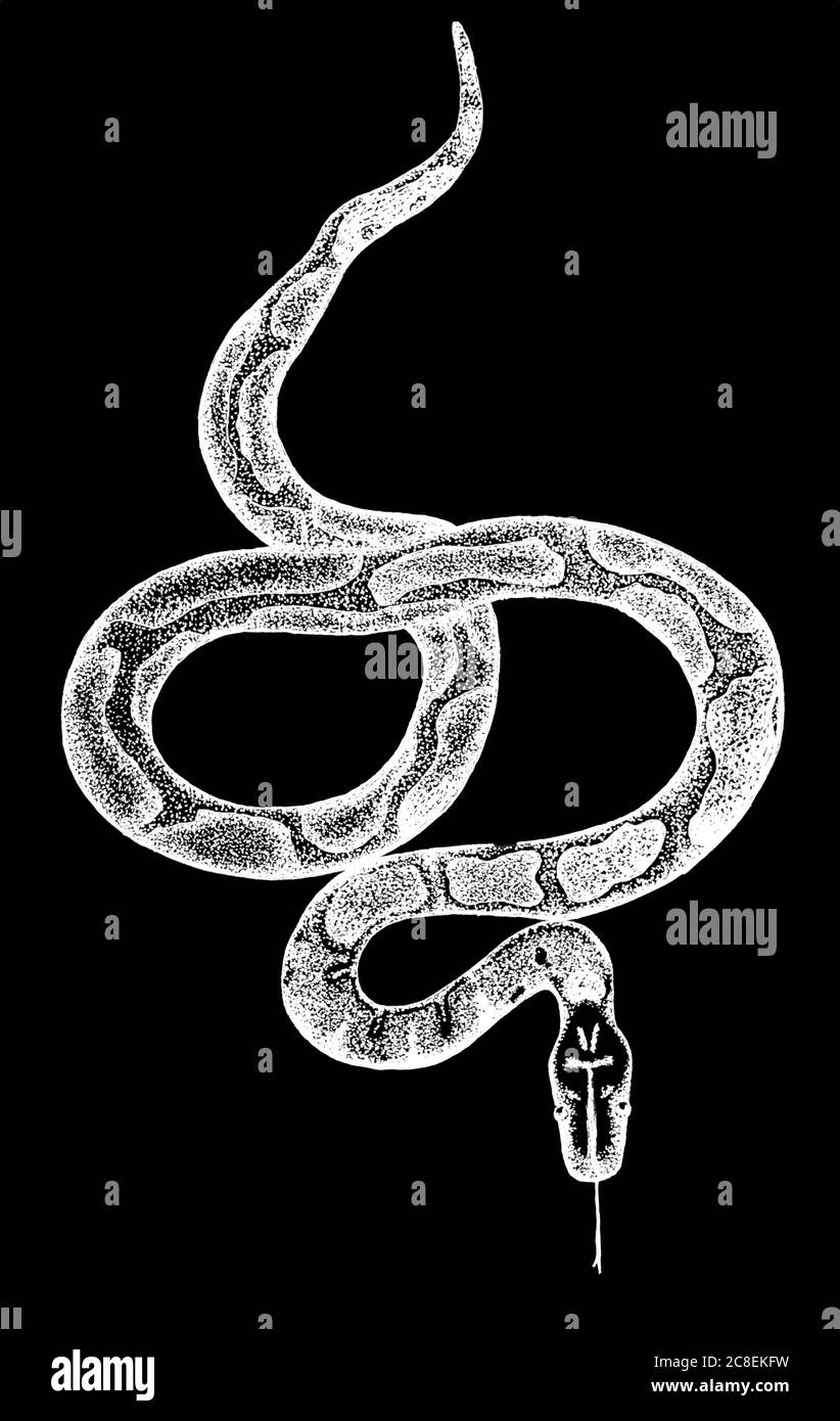 Python nature Black and White Stock Photos & Images - Alamy