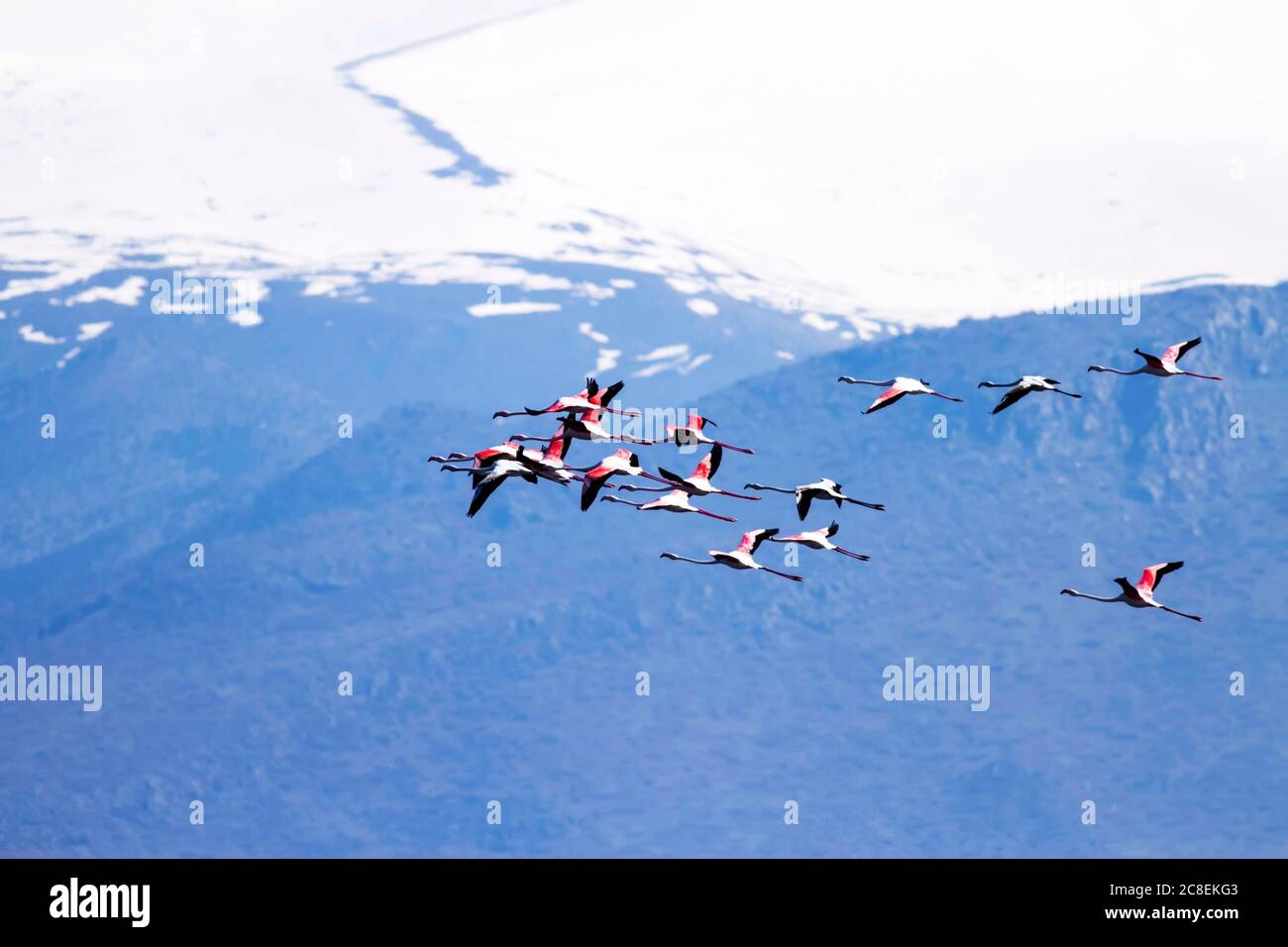 Winter Snow Cold Flamingo Flamingos High Resolution Stock Photography ...